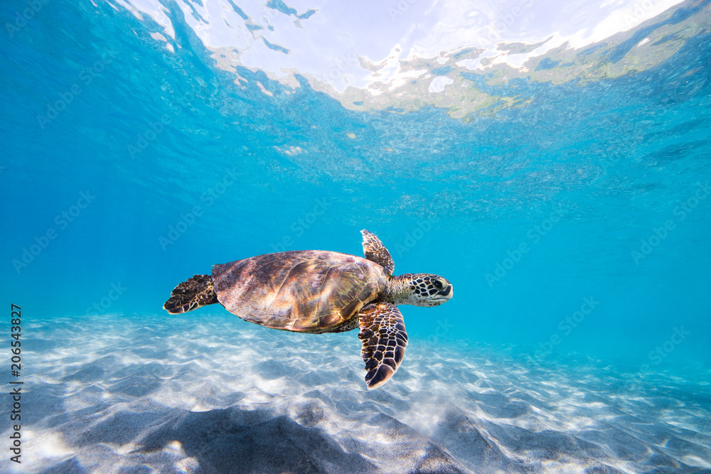 Turtle swimming in ocean Stock Photo | Adobe Stock