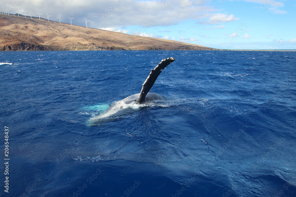 Unique photo of upside down humpback whale waving its flipper out of ...