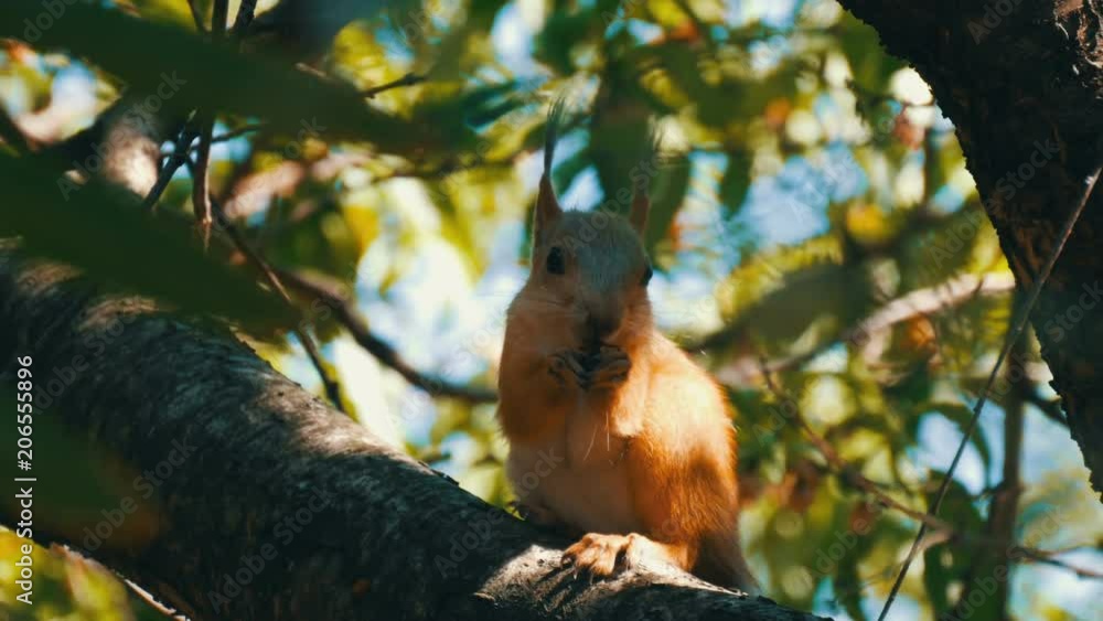 Cub of a small red squirrel hides in branches and eats a nut Stock ビデオ ...