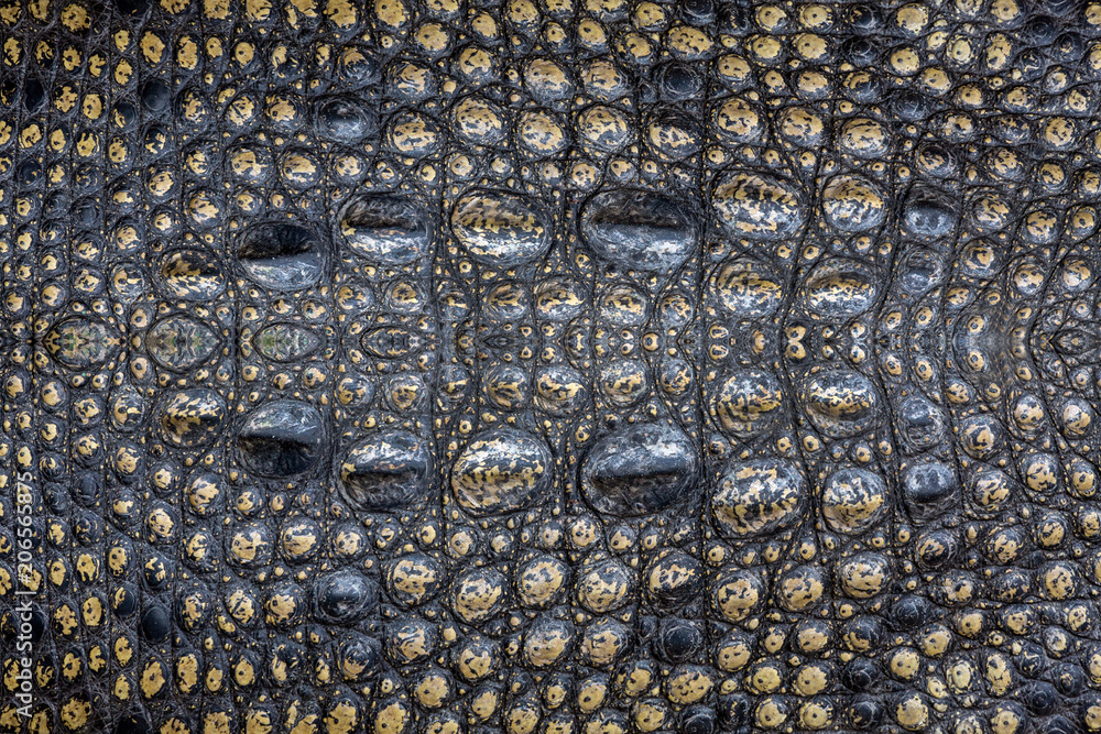 Crocodile skin surface pattern for background. Stock Photo | Adobe Stock