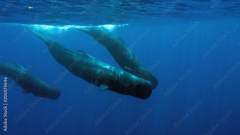 Swimming with Sperm Whales in Dominica, an island nation in Caribbean ...