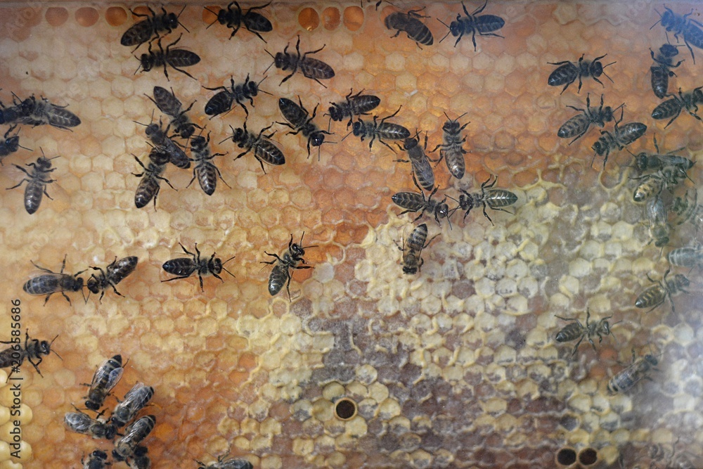 bees in a glass hive Stock Photo | Adobe Stock