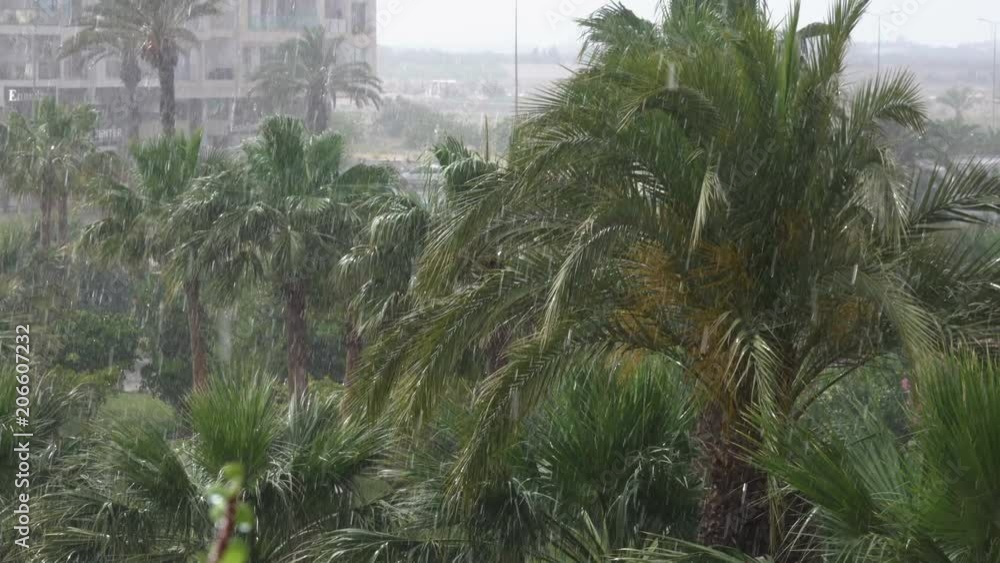 Tropical wind and rain drops falling on the green palm tree leaves ...