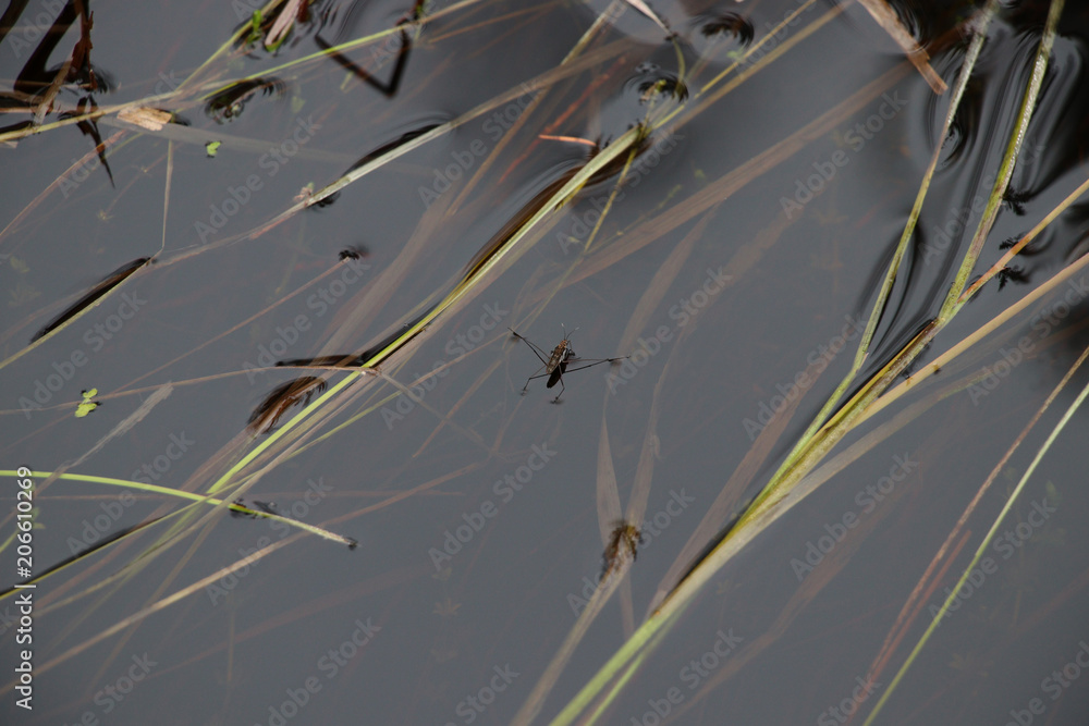 water striders also known as; pond skaters, water skipper, water bug ...
