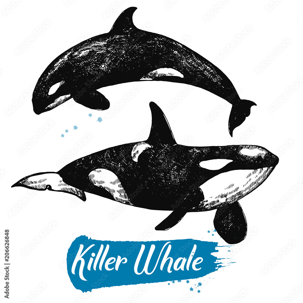 Hand drawn sketch style killer whales isolated on white background ...