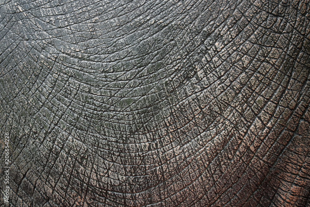 Dinosaur Skin Texture Stock Photo | Adobe Stock