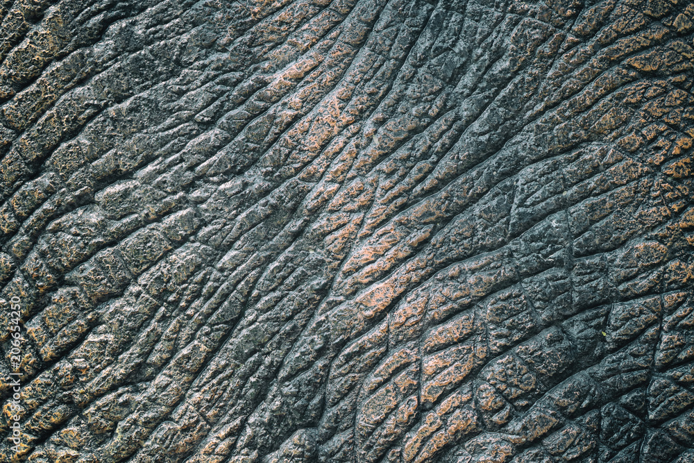 Dinosaur Skin Texture. Stock Photo | Adobe Stock