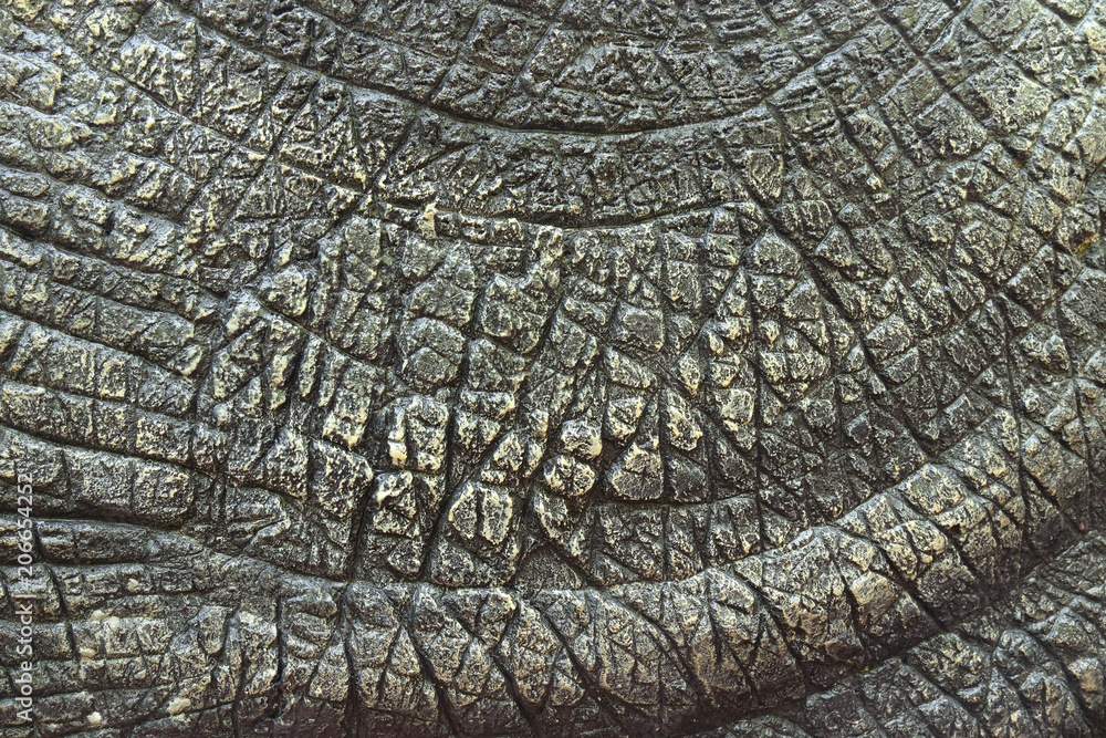Foto de Dinosaur Skin Texture do Stock | Adobe Stock