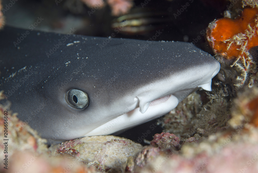 Baby White Tip Reef Shark
