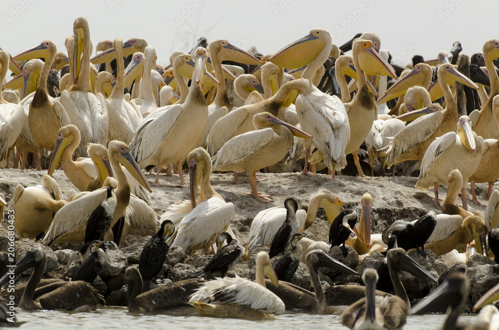 Pélican blanc, colonie, .Pelecanus onocrotalus, Great White Pelican ...