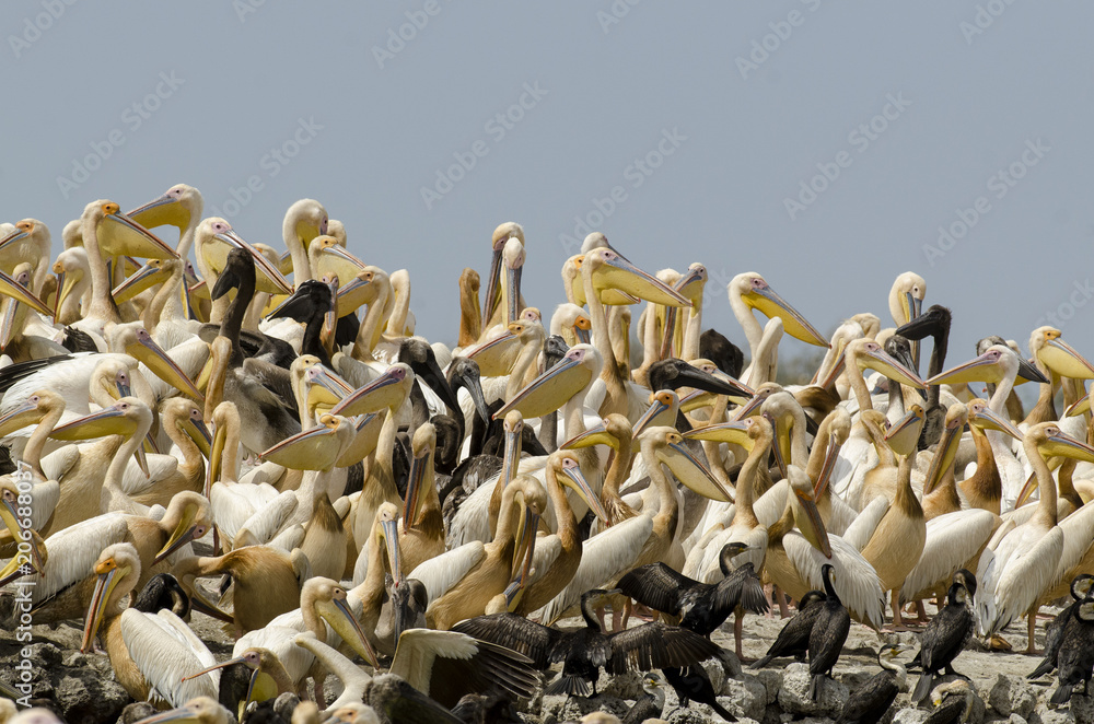 Pélican blanc, colonie, .Pelecanus onocrotalus, Great White Pelican ...