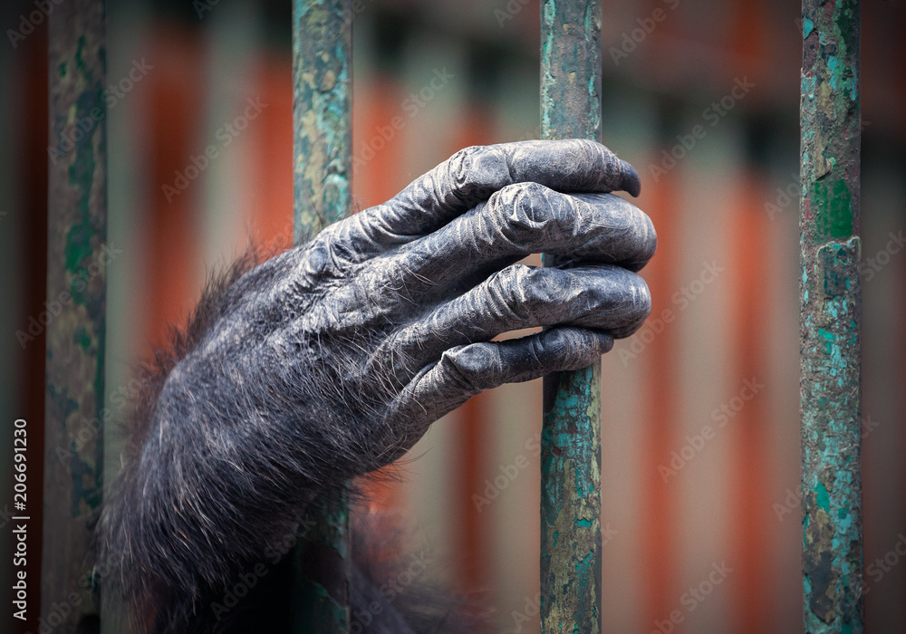 Chimpanzee Hand