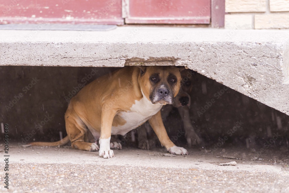 Why Are Dogs Scared Of The Rain