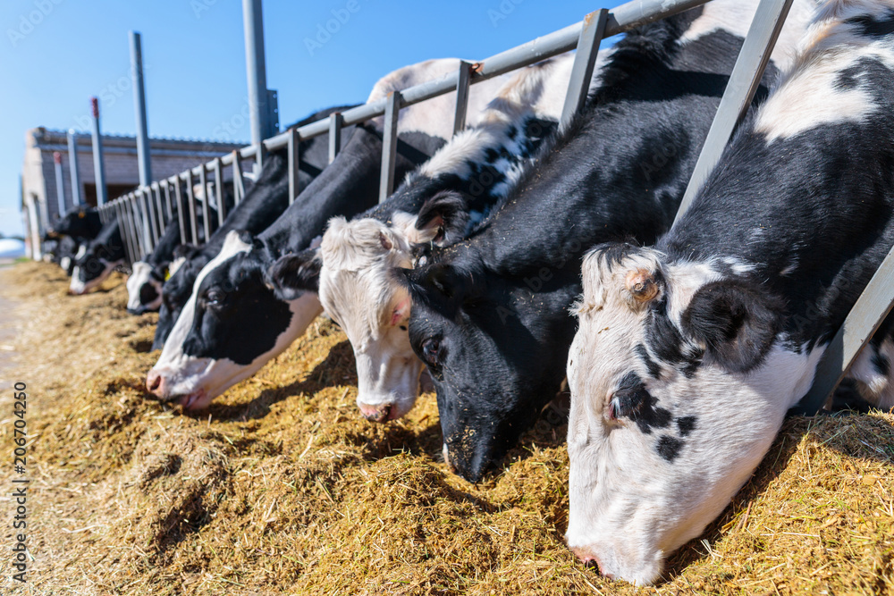 breed of hornless dairy cows eating silos fodder in cowshed farm ...
