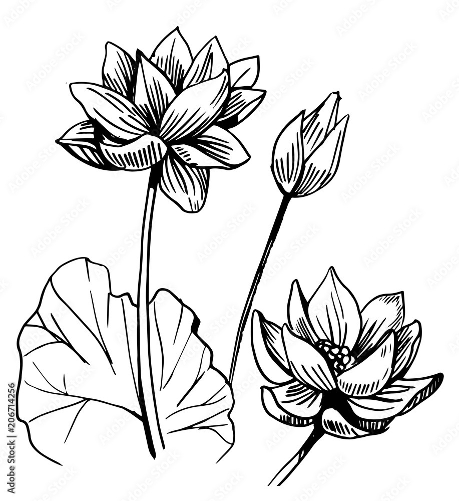 Lotus sketch Stock Vector | Adobe Stock