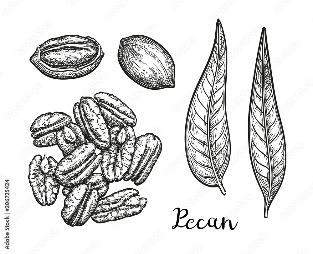 Ink sketch of pecan Stock Vector | Adobe Stock