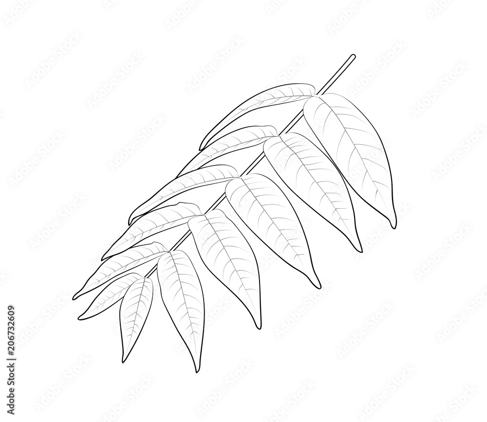 Vector illustration, isolated smooth sumac branch with leaves in black ...
