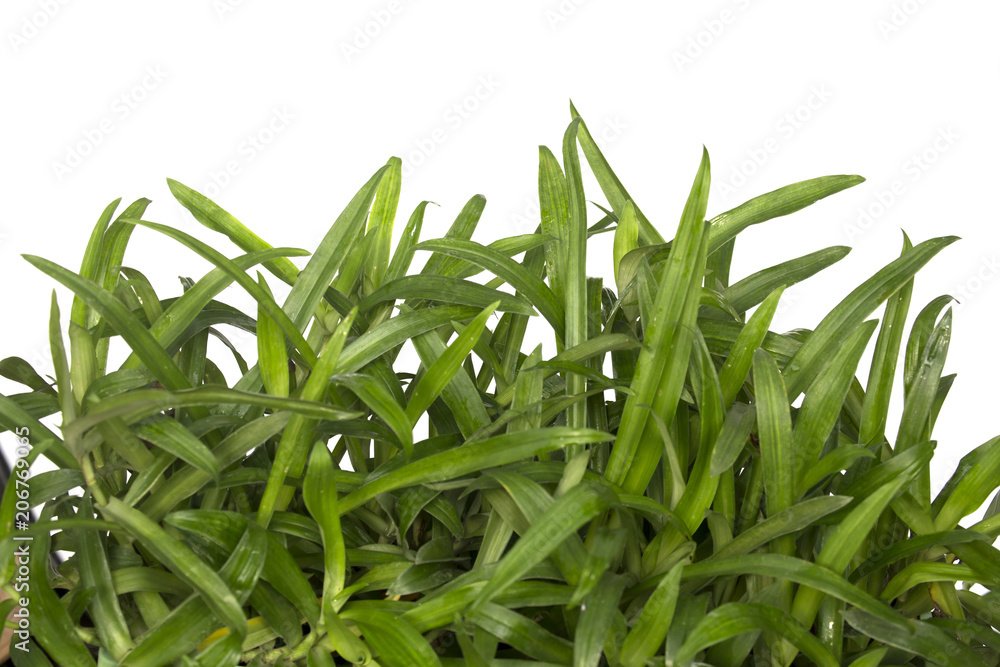 Grass isolated on white background. Angel grass,Beijing grass. Stock ...