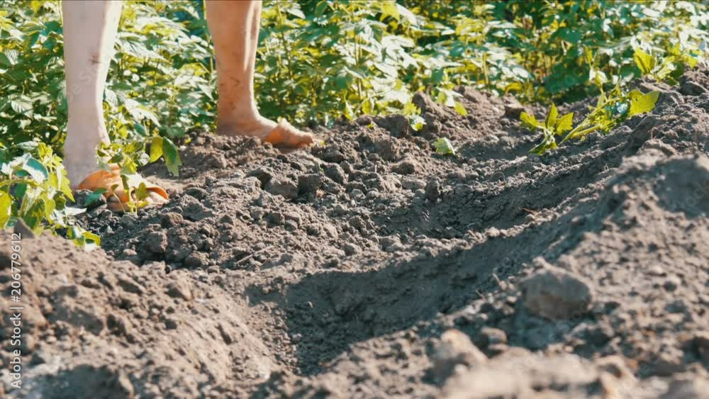 A woman sits in the ground and is buried by young green plants of ...