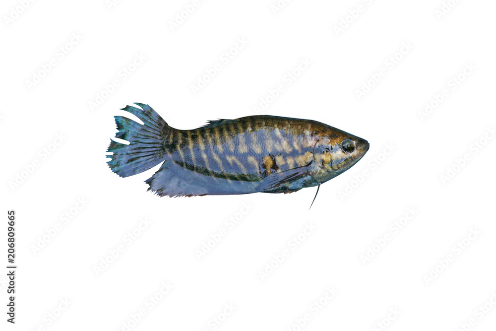 Gourami fish or Trichogaster pectoralis isolated on white background ...