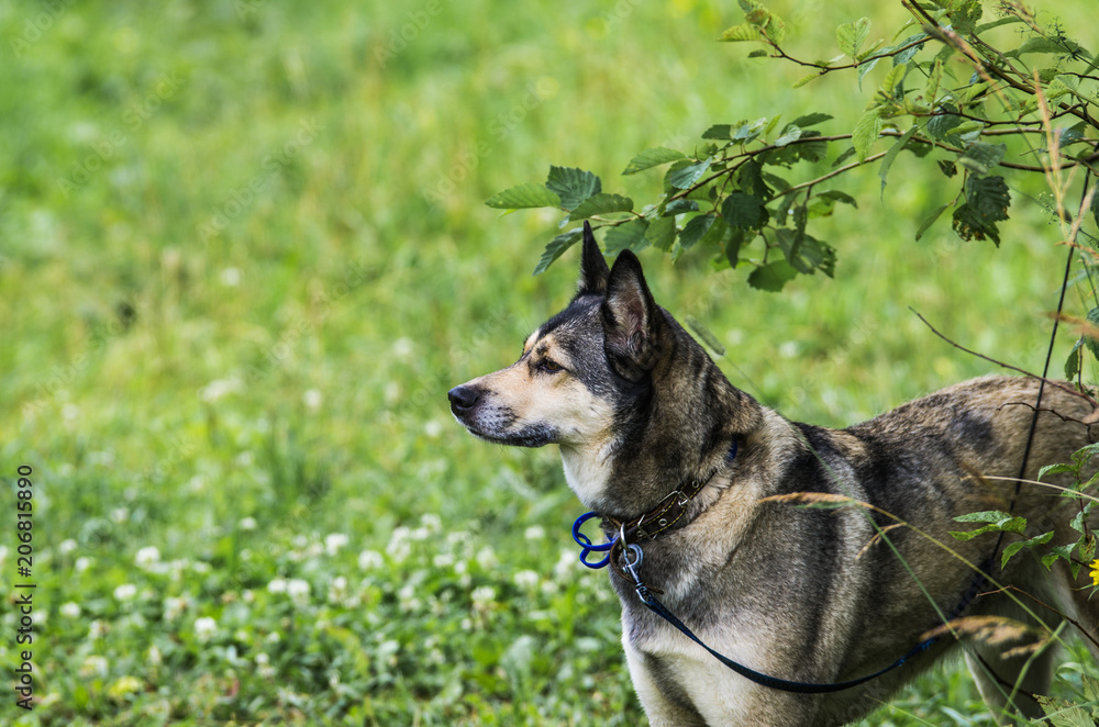 Dog with multi-colored eyes on the outdoors Stock Photo | Adobe Stock
