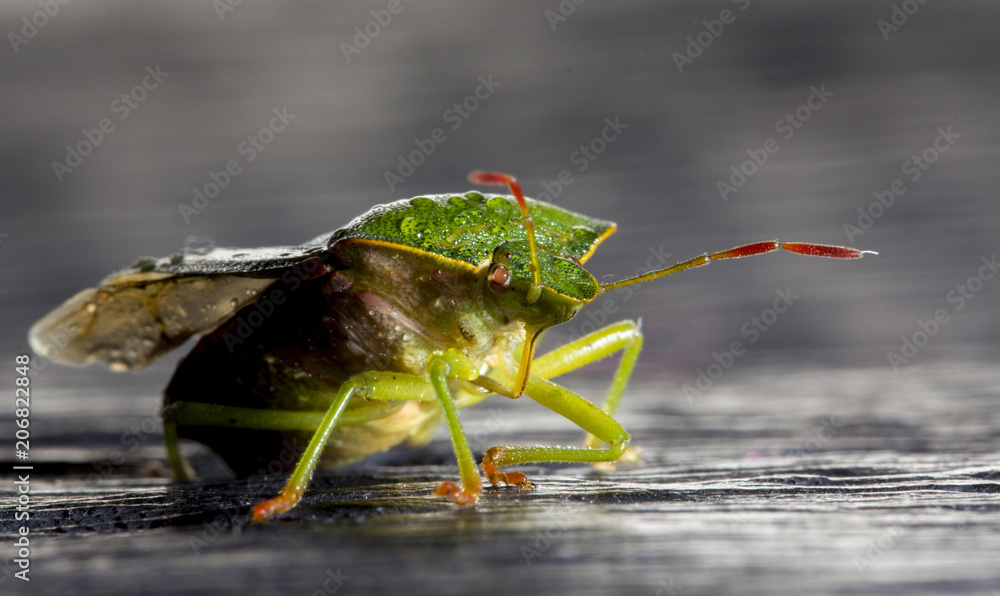 Pentatomidae Species