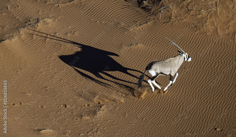 Aerial view of an oryx running on the Namib desert with a distinct ...