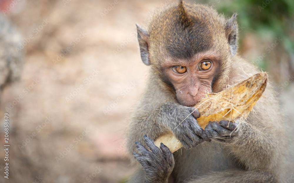 Monkey, old, baby, baby monkey, smiling monkey, camera, monkey at the ...