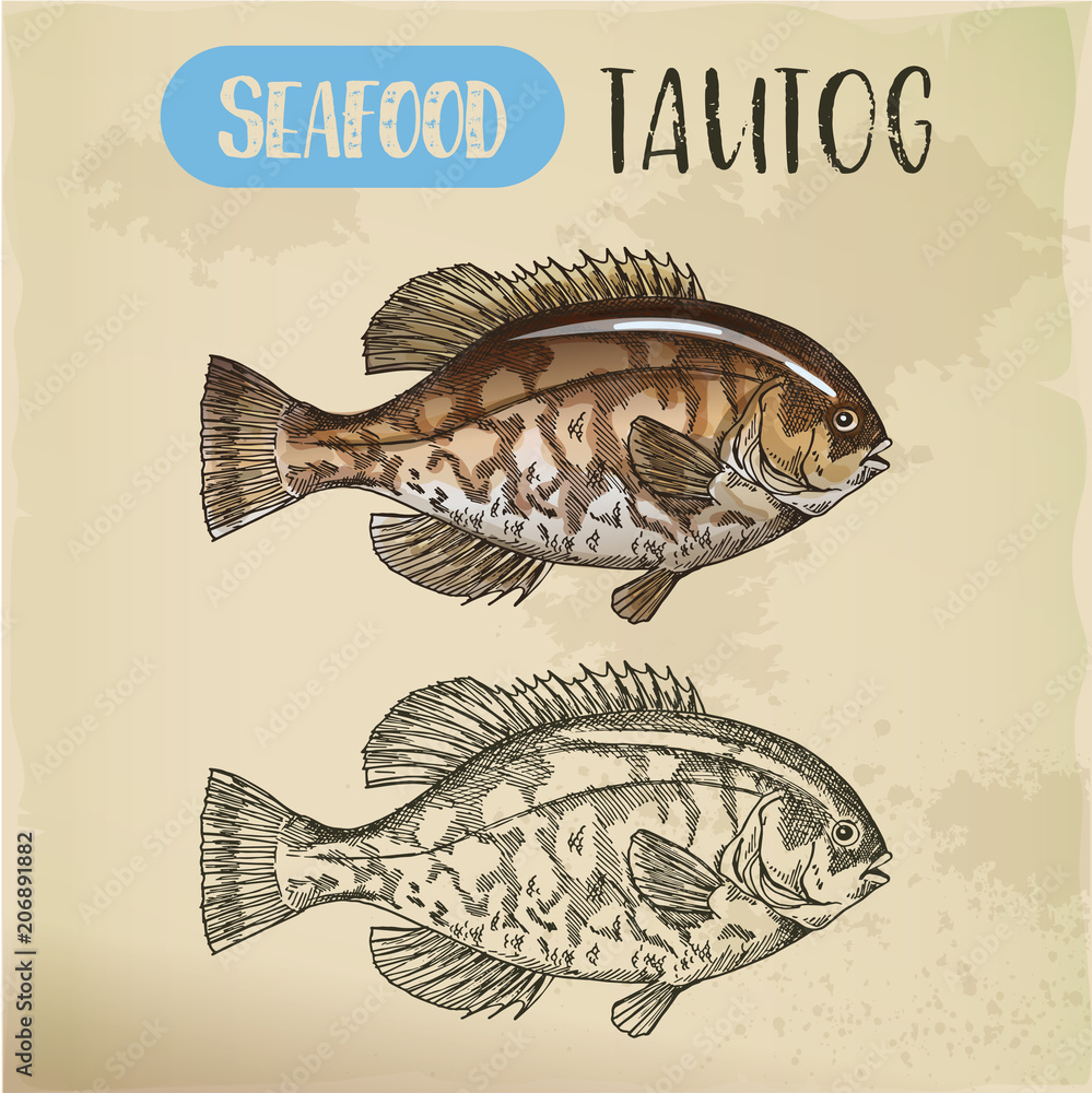 Sketch of USS tautog, blackfish. Seafood signboard Stock Vector | Adobe ...