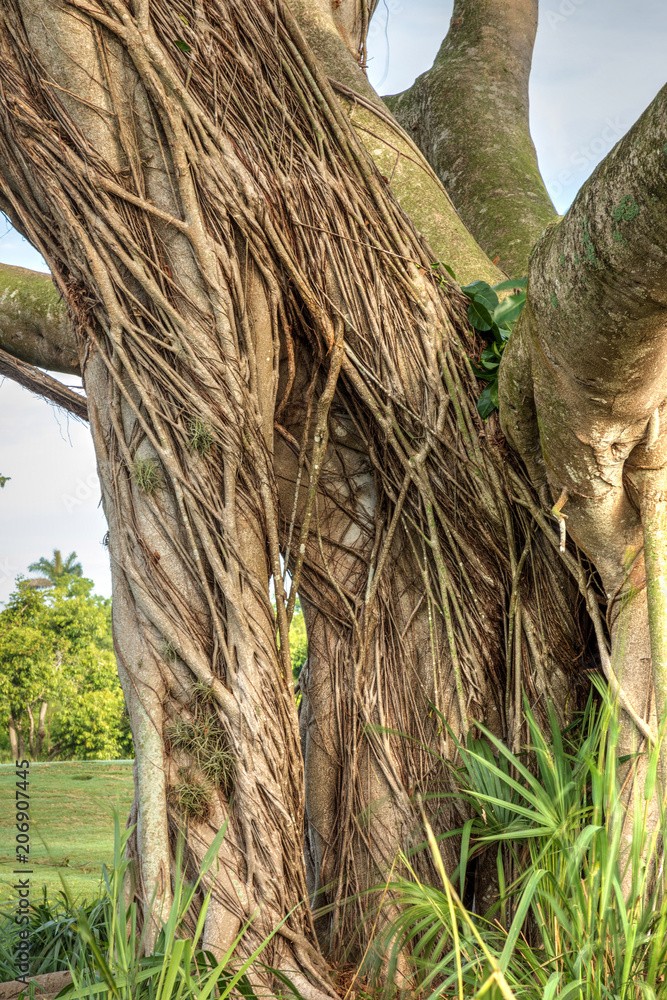 Strangler fig Ficus aurea winds its way around the trunk of an oak tree ...