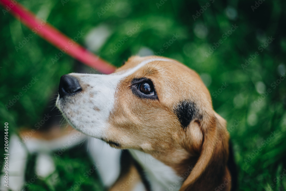 Close up side view of beautiful beagle face, eyes, nose. Cute little ...