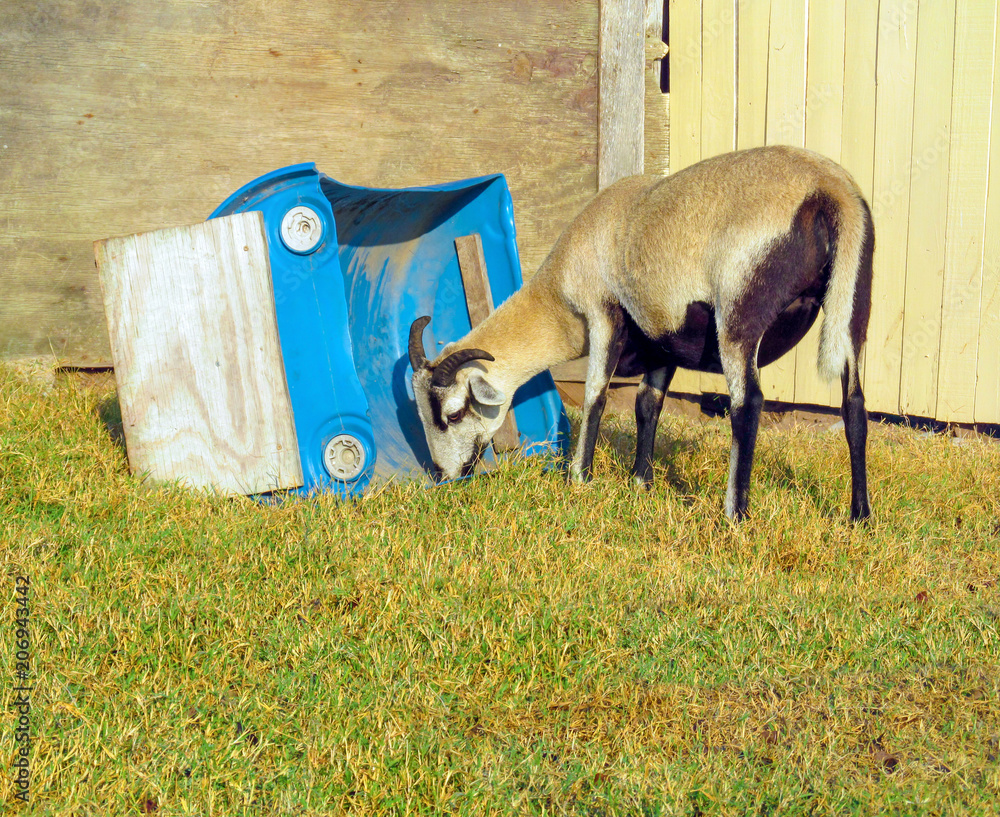 Foto de One sheep (goat breed) at a ranch in Texas. A farming animal ...