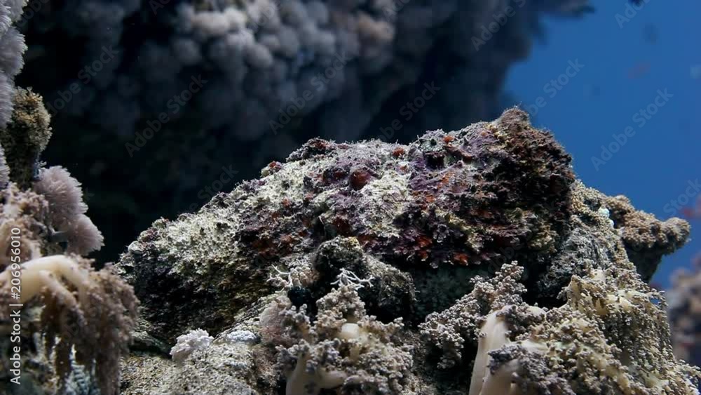 Lionfish scorpion fish on clean clear seabed underwater lagoon ocean in ...