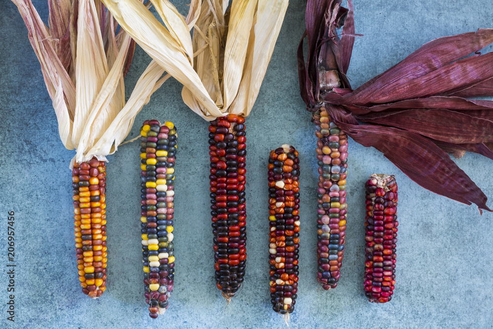 Multi-coloured corn on the cob, freshly picked and ripe Stock Photo ...