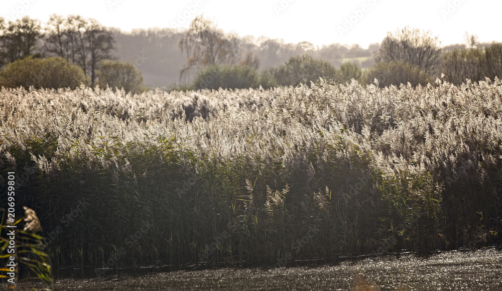 Backlit reedbed on the RSPB's Ham Wall Nature Reserve, Somerset ...