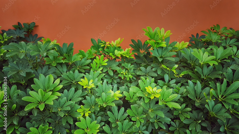 Umbrella Tree, Octopus tree , Schefflera arboricola (Hayata )cv ...