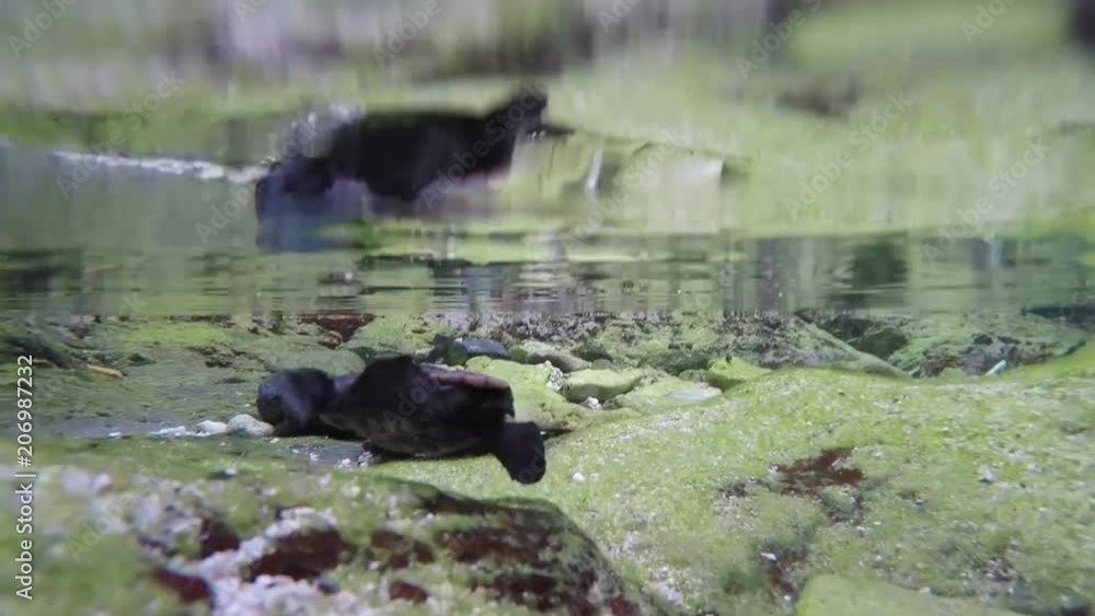 Baby sea turtle hatching in japan, learning to swim in rock pool at low ...