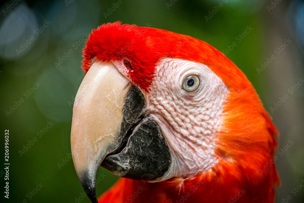 arara vermelha Stock Photo | Adobe Stock