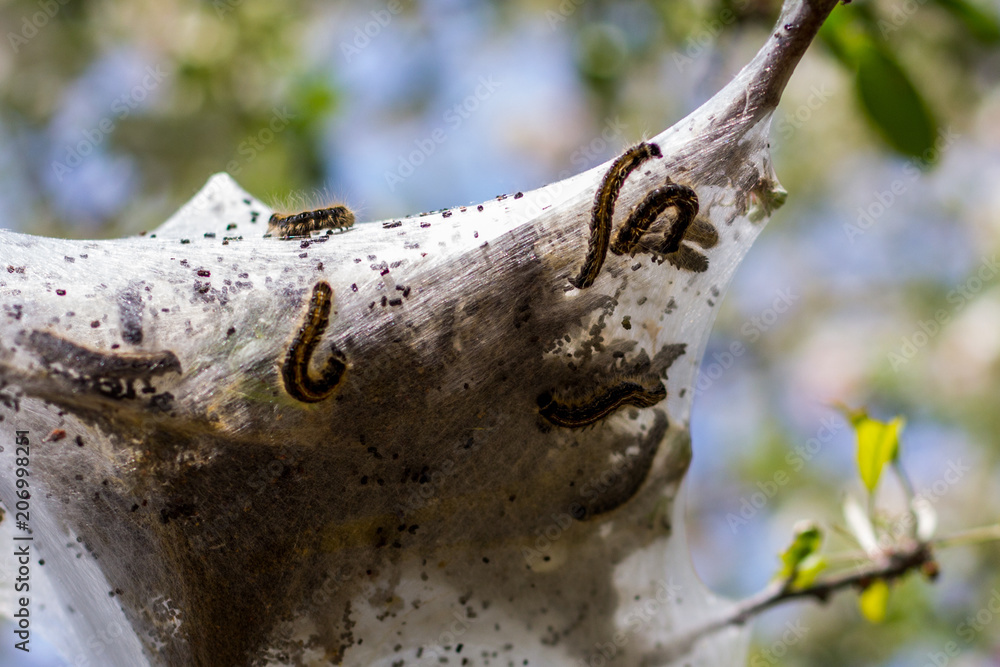 Eastern Tent Caterpillars on a web in a tree in early spring Stock ...