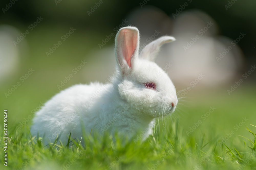 Baby White Hare