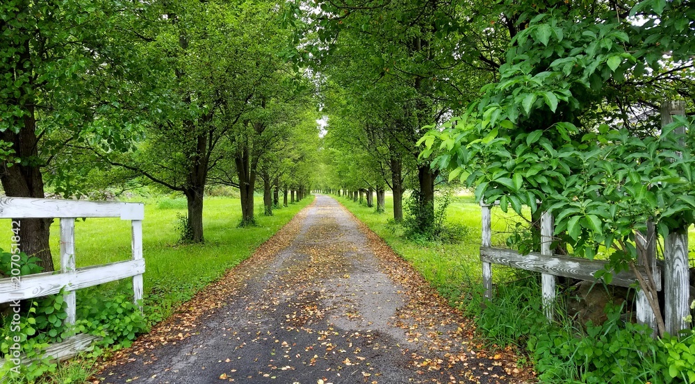 Foto de Road to Nowhere/Road to Somewhere; Lush Green Entrance Way with ...