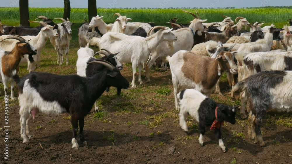Funny goat on the farm. Herd of goats on nature pasture. Wildlife and ...