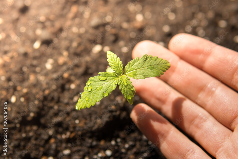 A small plant of cannabis seedlings at the stage of vegetation planted ...