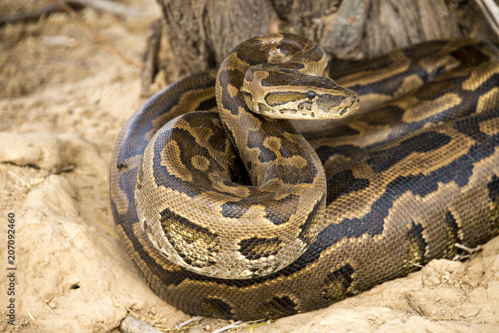 Python de Seba, Python sebae, Parc national des oiseaux du Djoudj ...