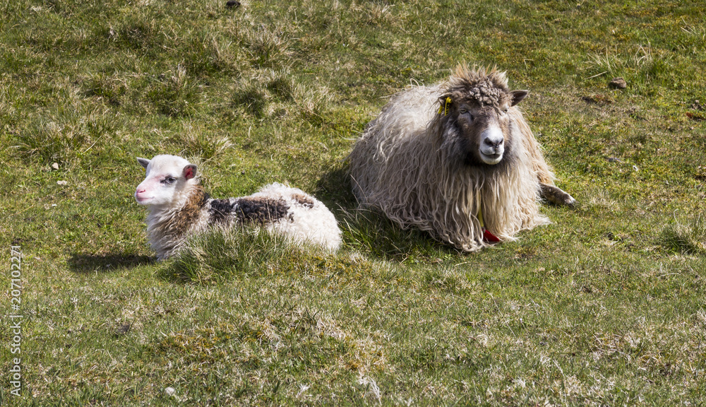Wildlife in the Faroe Islands Stock Photo | Adobe Stock