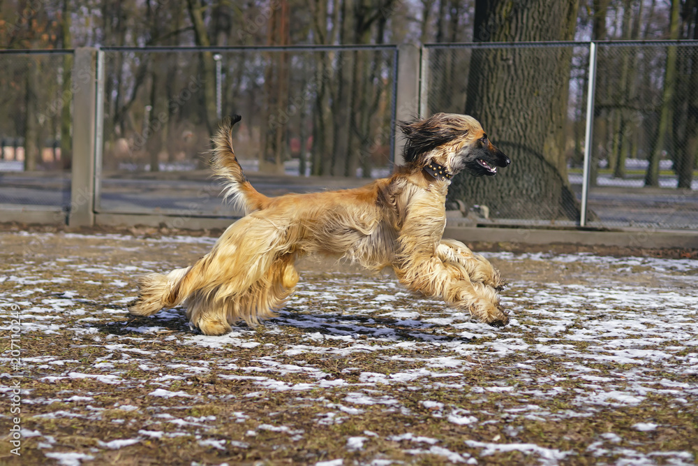 Afghan Hound Running