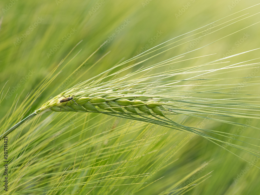 Junge Gerste, Hordeum vulgare Stock-Foto | Adobe Stock