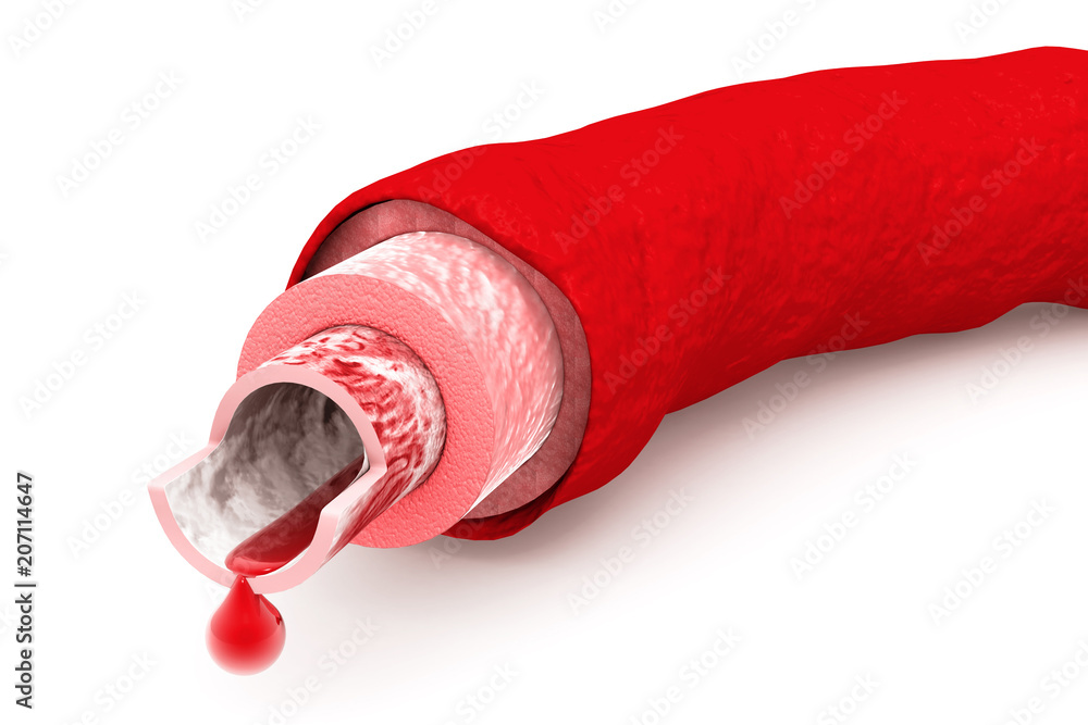 Anatomy of an artery with blood cells Stock Illustration | Adobe Stock