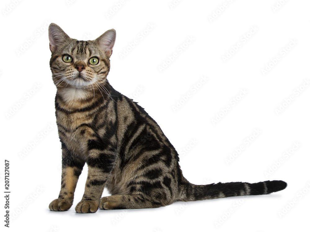 American Shorthair Cat Tabby