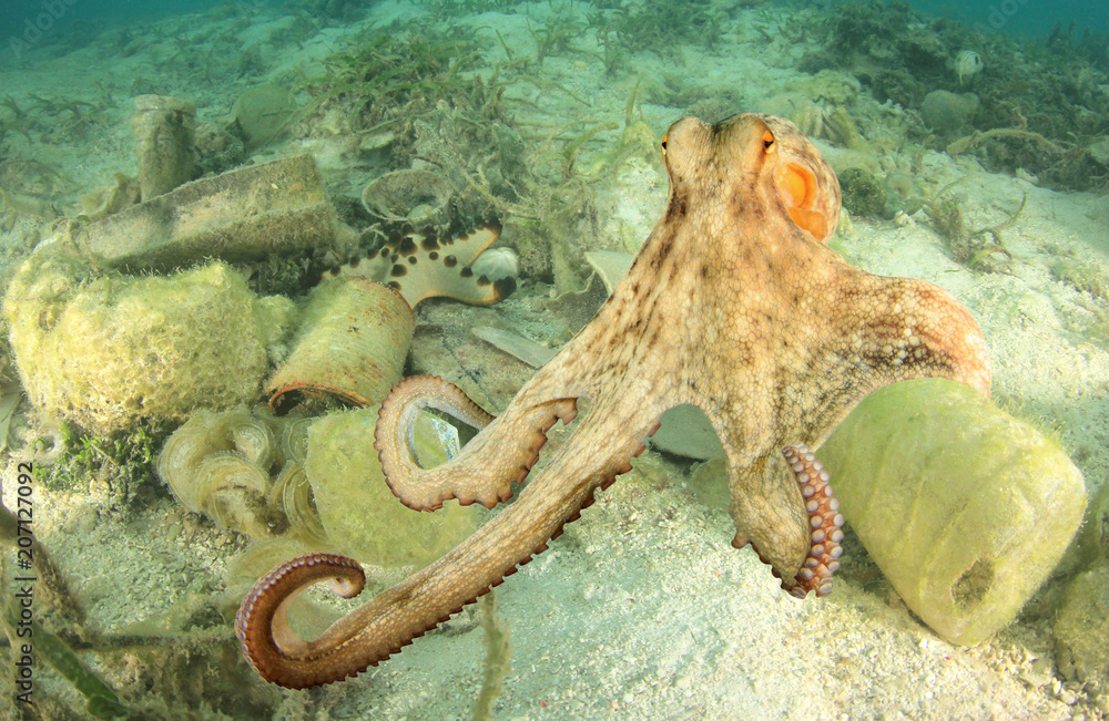 Plastic pollution in ocean. Octopus on plastic bottles and trash on sea ...
